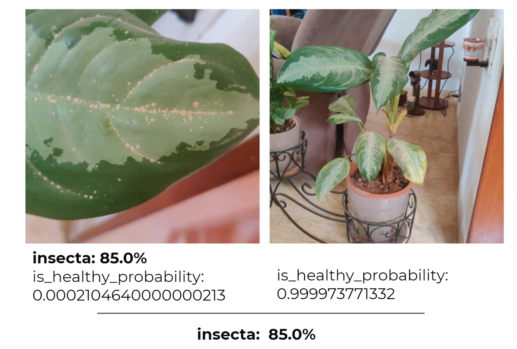The journey of Plant.id Health Assessment 🧙‍ - Plant.id